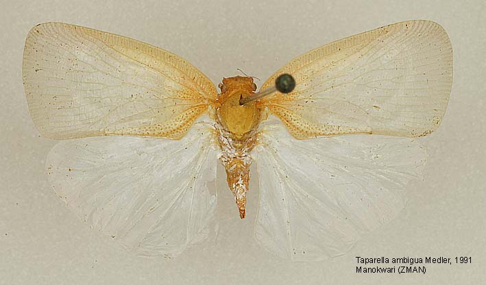 Papua Insects Foundation (Hemiptera/Auchenorrhyncha/leafhopper ...